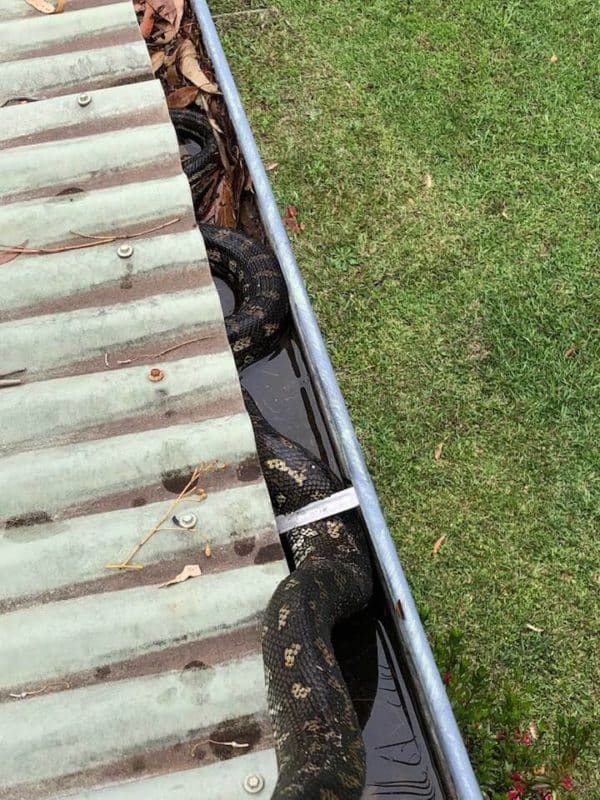 Vermin Proofing - Newcastle Gutter Guard